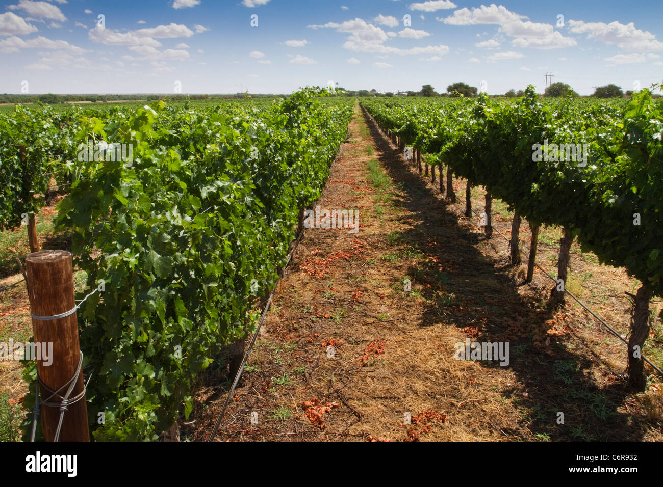 Neatly laid out grape vines an Orange river irrigated vineyard near ...