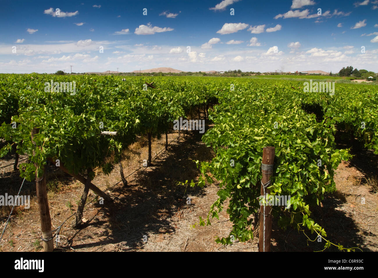 Orange river farming africa hi-res stock photography and images - Alamy