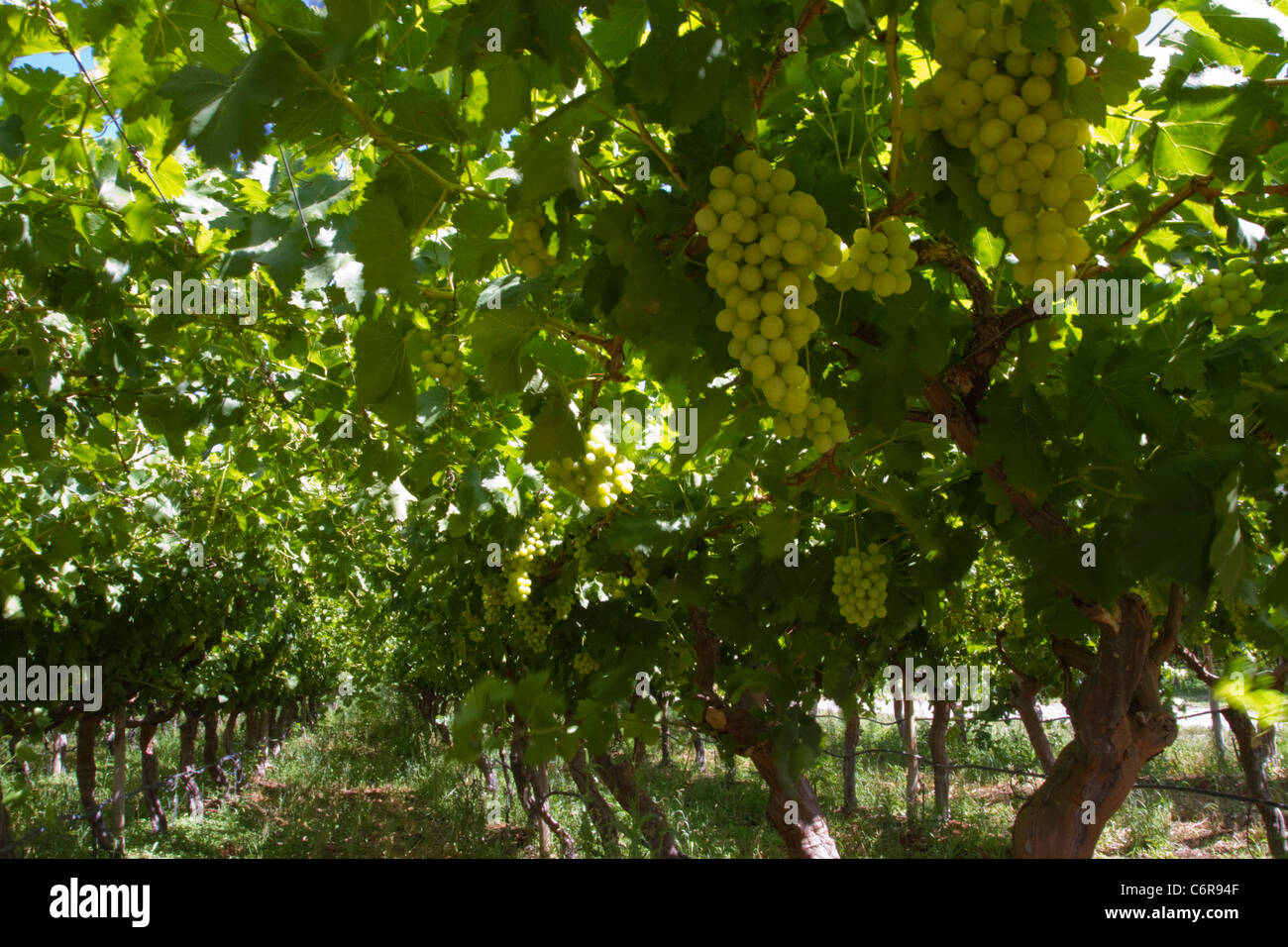 Orange river farming africa hi-res stock photography and images - Alamy