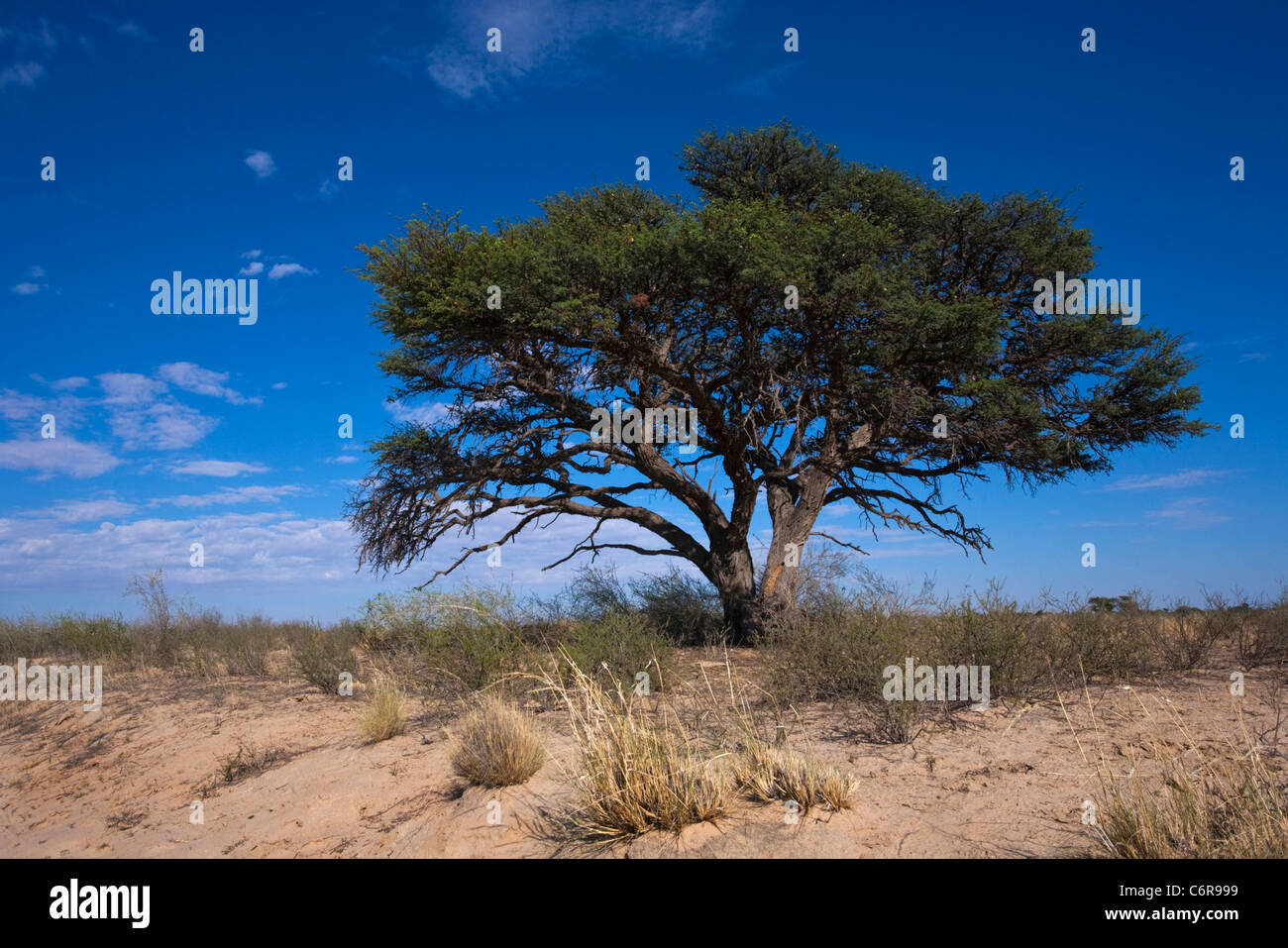Kalahari landscape with camelthorn trees (Acacia erioloba Stock Photo ...