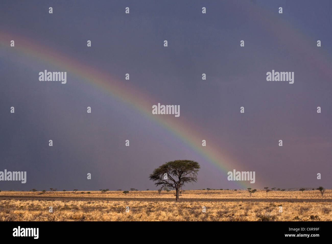 Acacia tree rainbow hi-res stock photography and images - Alamy