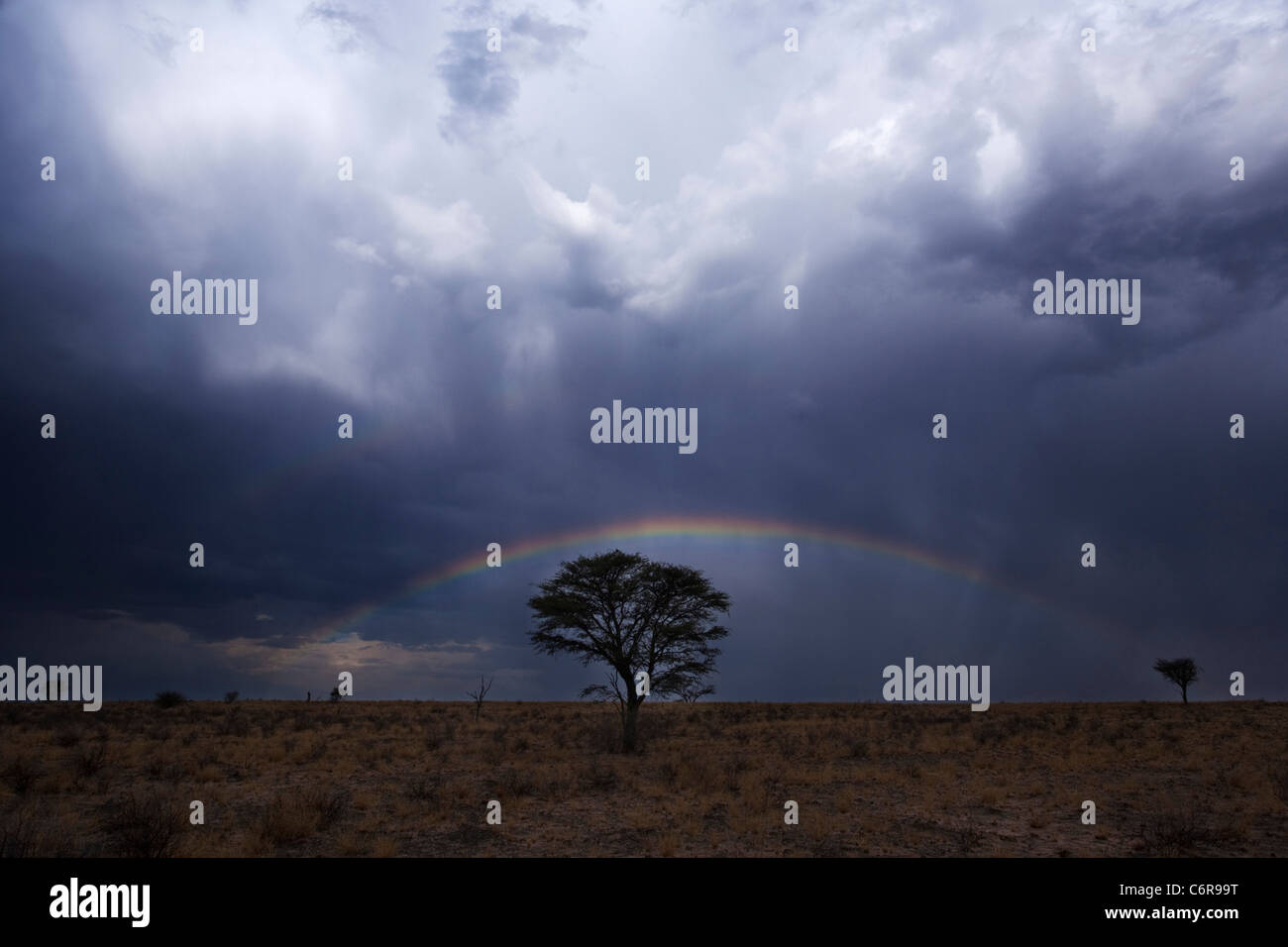 Acacia tree rainbow hi-res stock photography and images - Alamy