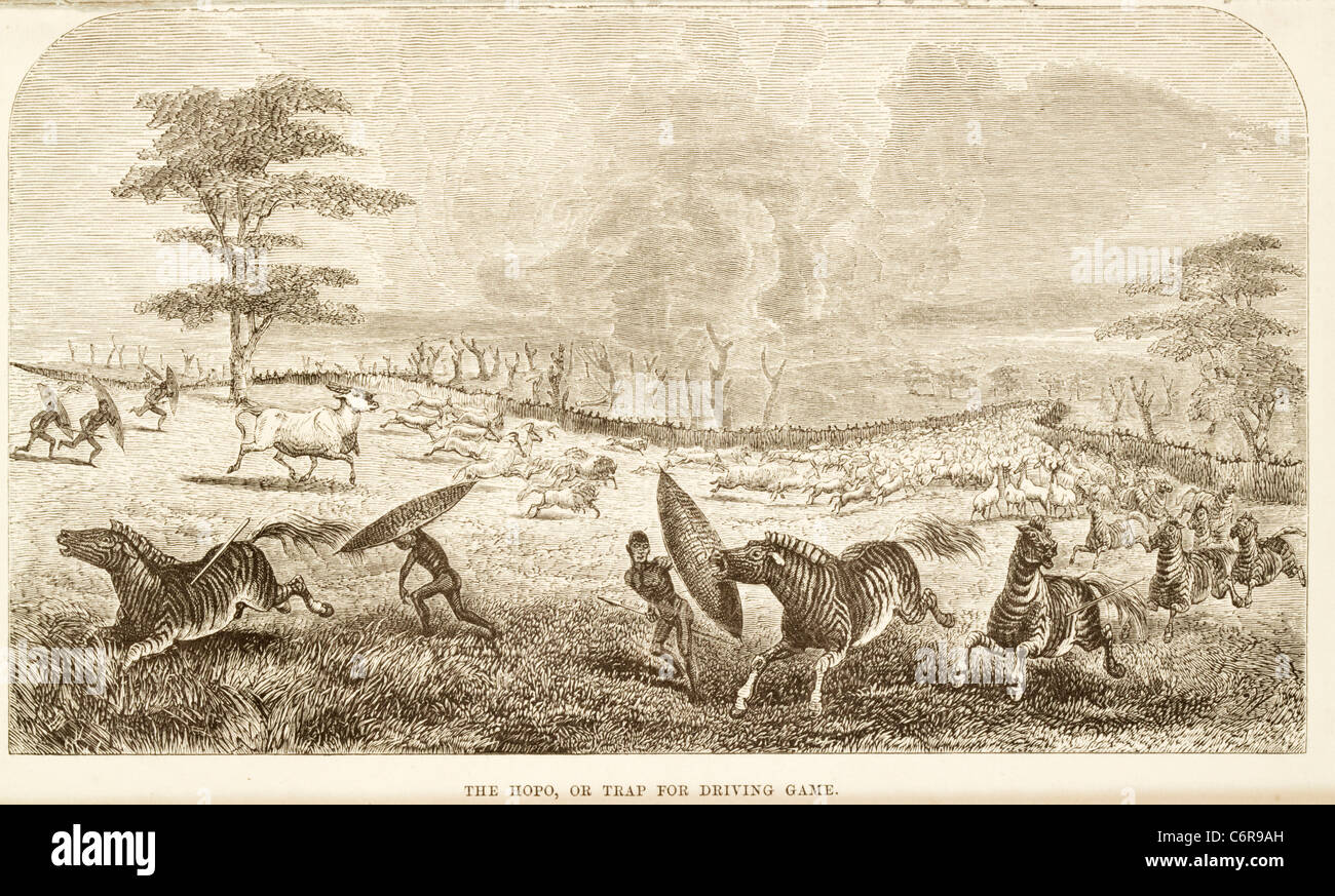 Illustration showing Bechuana natives herding game towards a pit trap ...