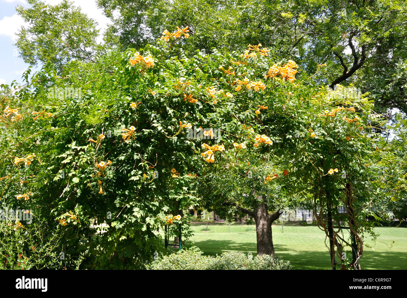 Trumpet Creeper Vine Madame Galen Campsis Tagliabuana Stock Photo - Alamy