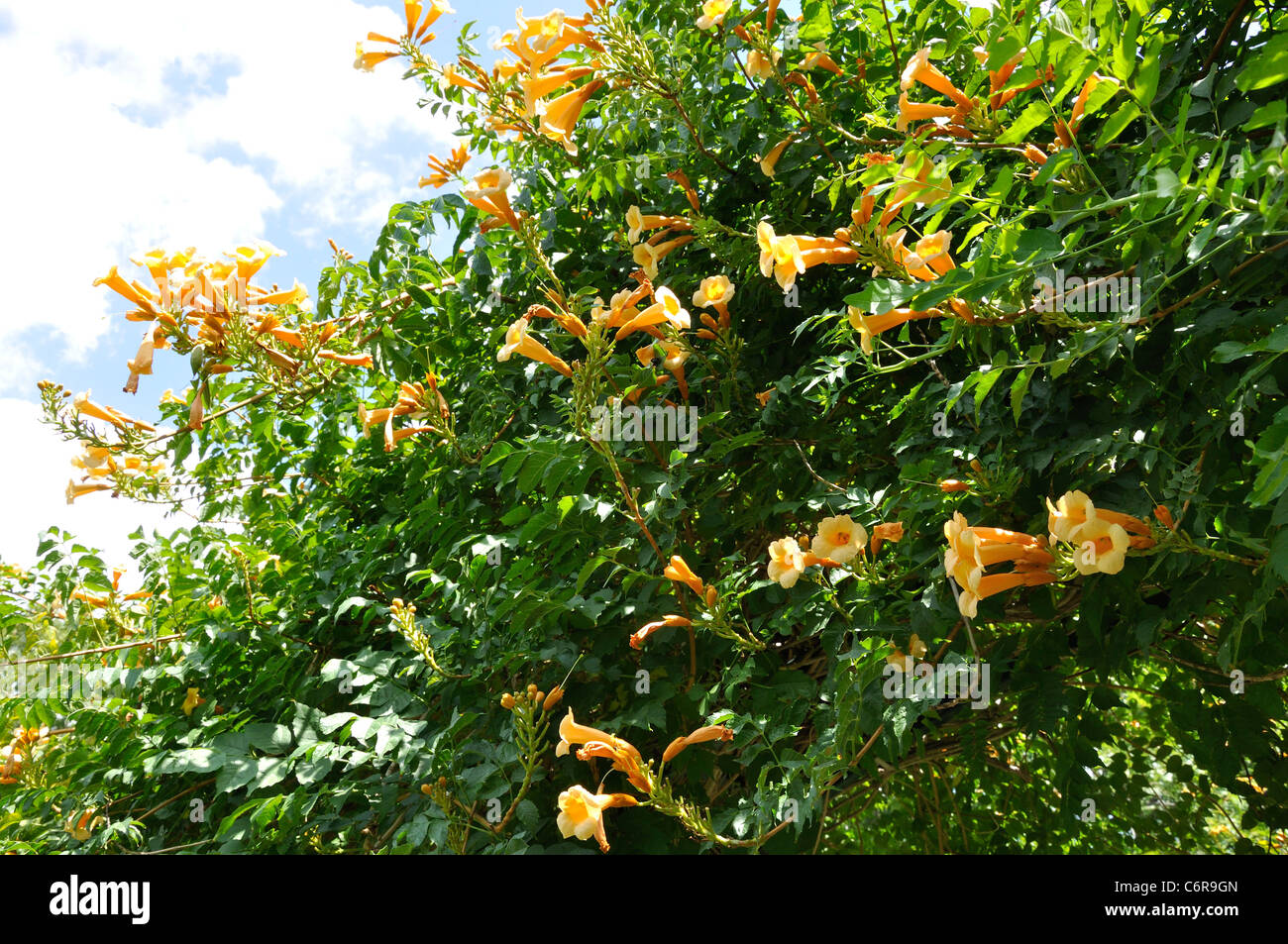 Trumpet Creeper Vine Campsis Radicans Flava Stock Photo - Alamy