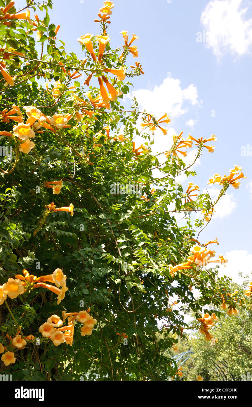 Trumpet Creeper Vine Campsis Radicans Flava Stock Photo - Alamy
