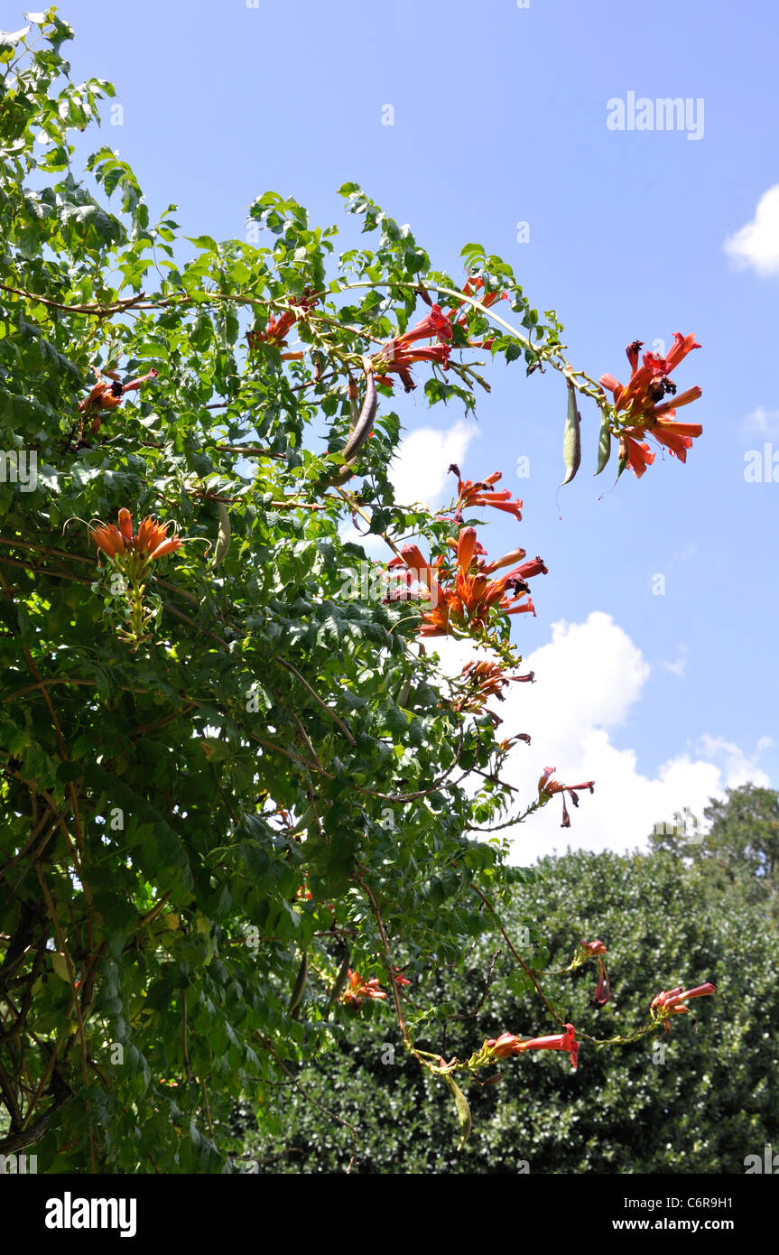 Trumpet Creeper Vine Campsis Radicans Crimson Stock Photo - Alamy