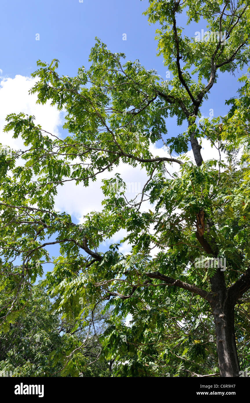 Tree of Heaven Ailanthus Altissima Stock Photo - Alamy