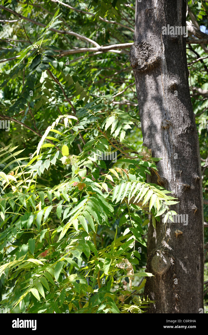 Tree of Heaven Ailanthus Altissima Stock Photo - Alamy