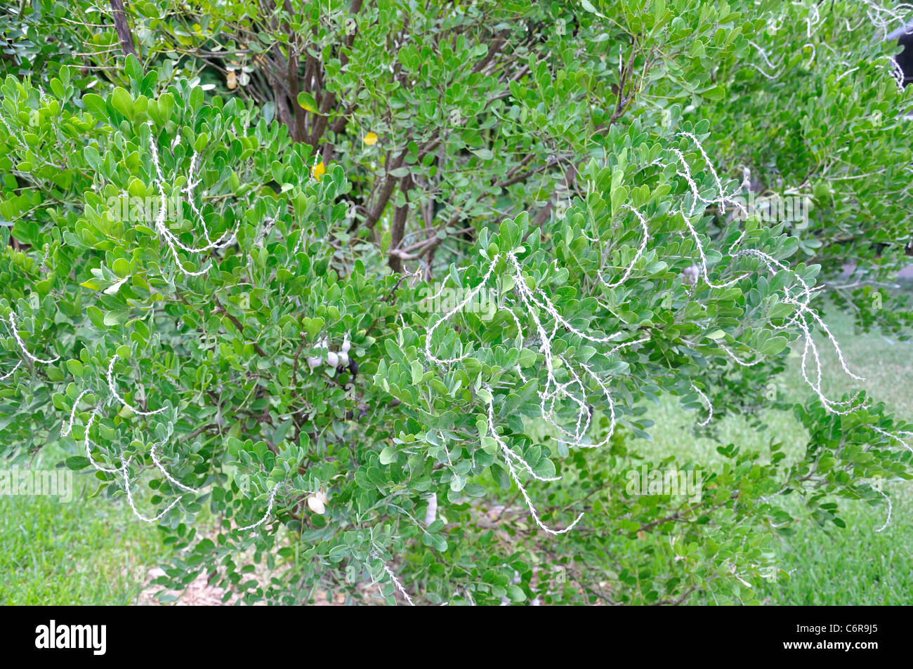 Sophora Secundiflora Seeds