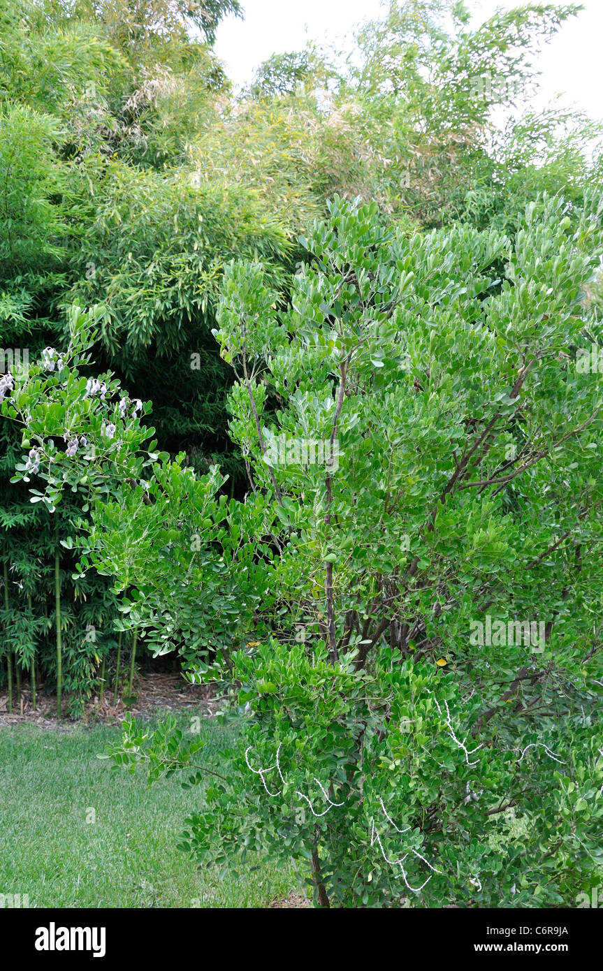Texas Mountain Laurel Sophora secundiflora Stock Photo - Alamy