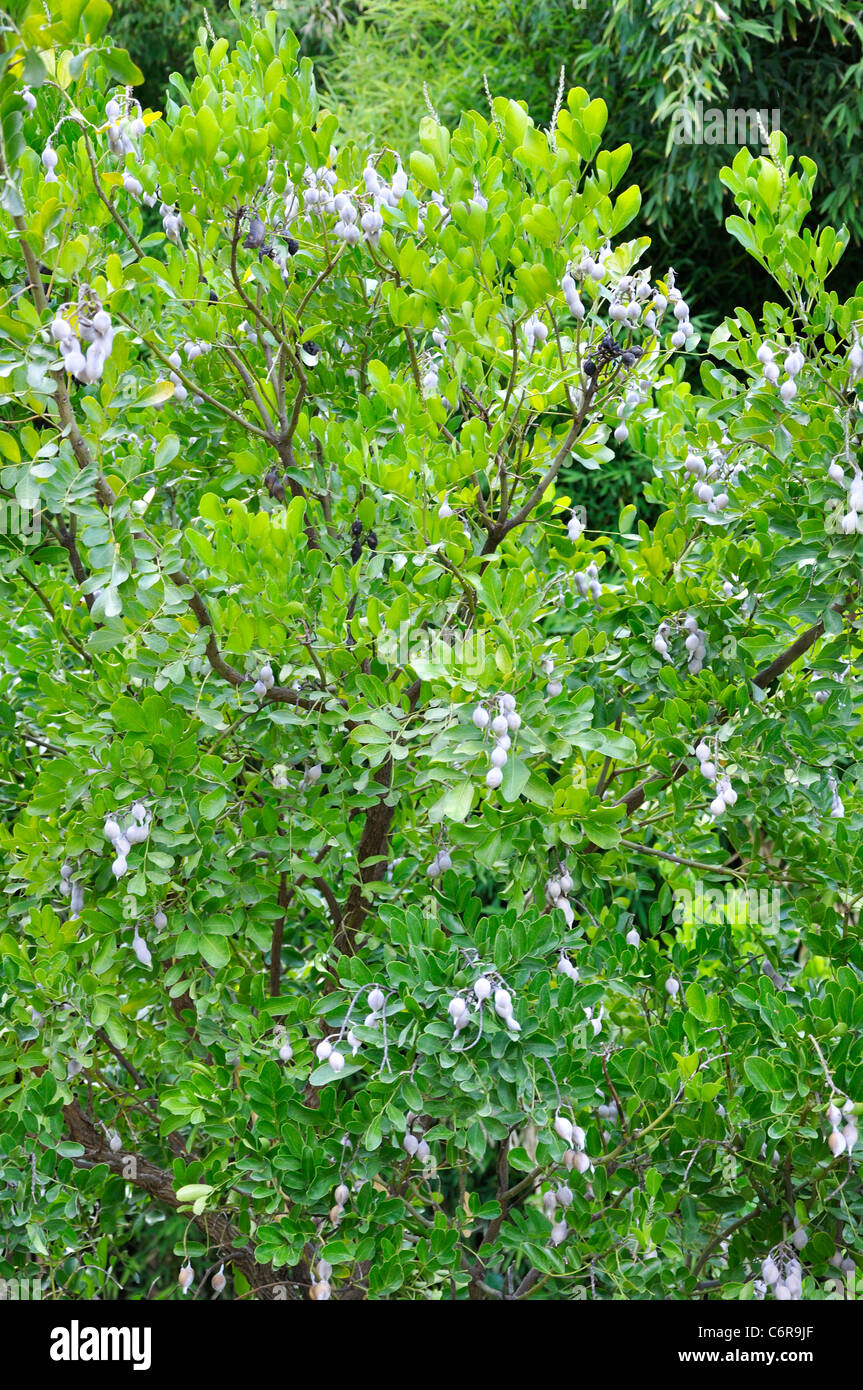 Texas Mountain Laurel Sophora secundiflora Stock Photo - Alamy