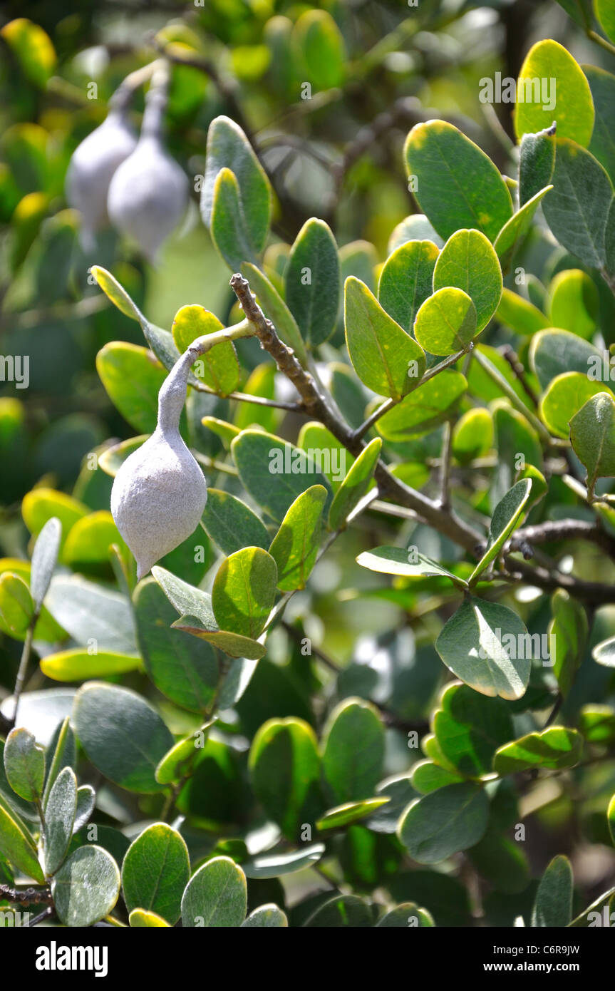 Sophora Secundiflora Seeds