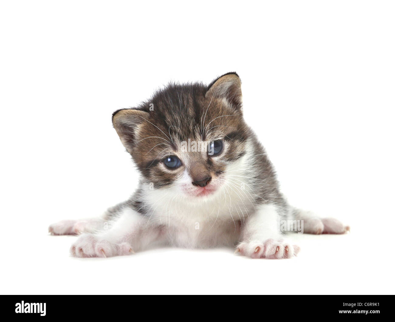 Cute animal background hi-res stock photography and images - Alamy