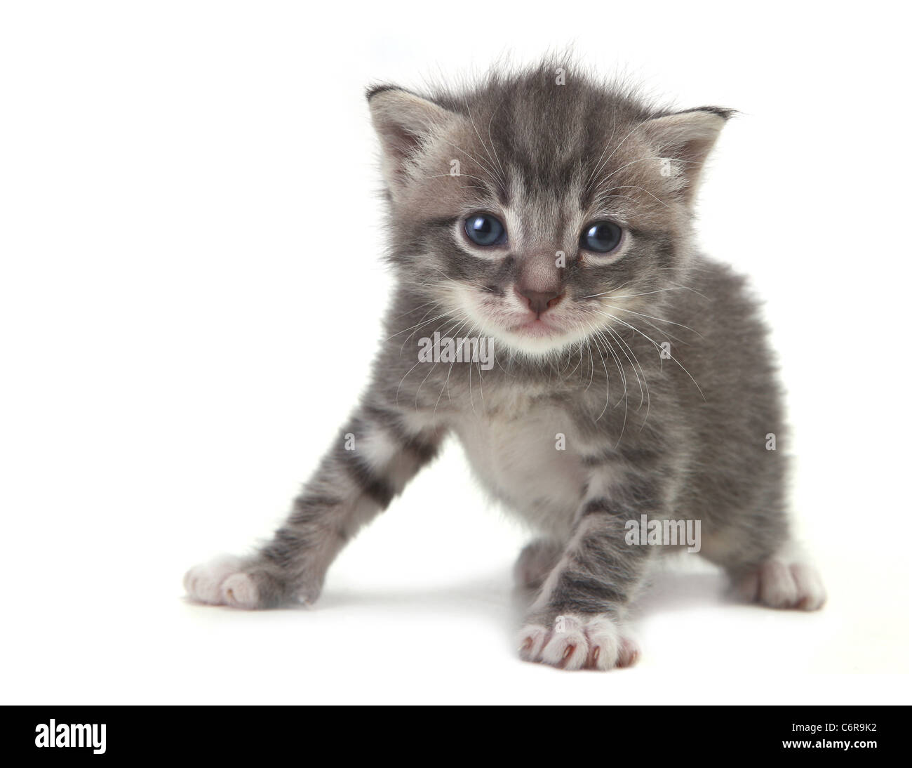 Cute animal background hi-res stock photography and images - Alamy