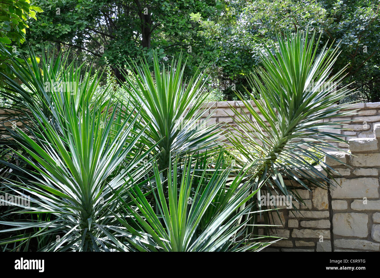 Stokes Aster Blue Danube - Stokesia Laevis Stock Photo - Alamy