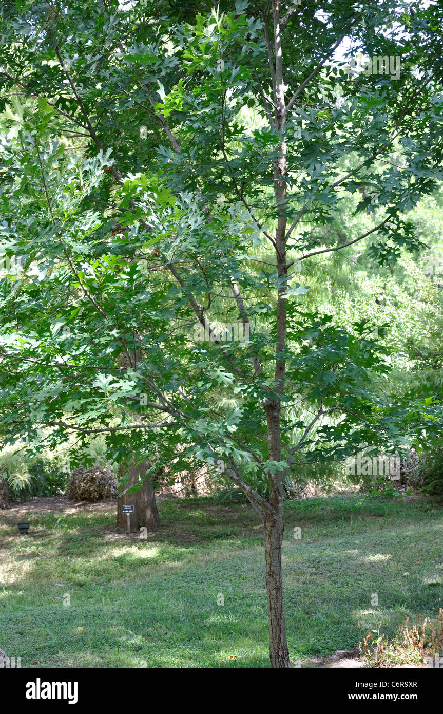 Shumard Oak - Quercus Shumardii Stock Photo - Alamy