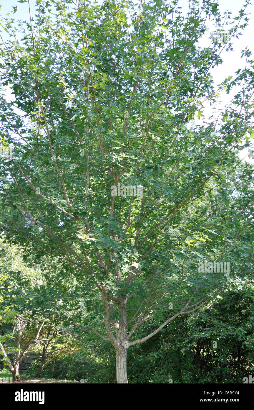 Shantung Maple - Acer Truncatum Stock Photo - Alamy