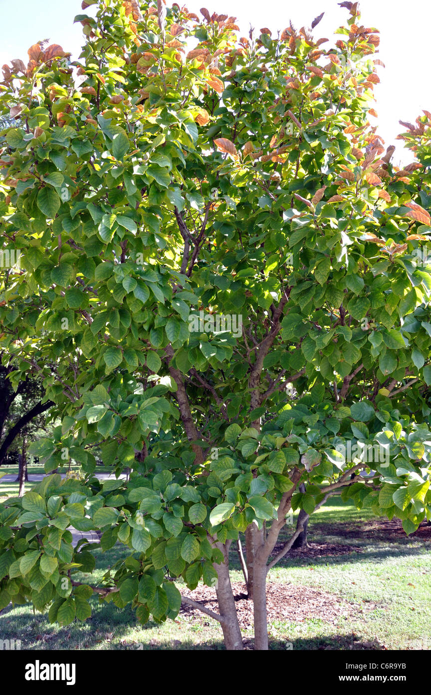 Saucer Magnolia - Magnolia Soulangeana Stock Photo - Alamy