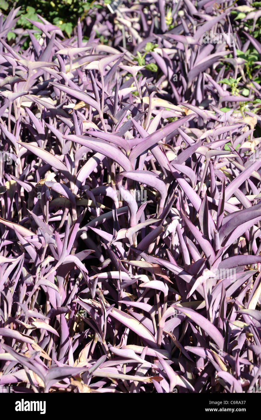 Purple Heart - Setcreasea purpurea plant Stock Photo - Alamy