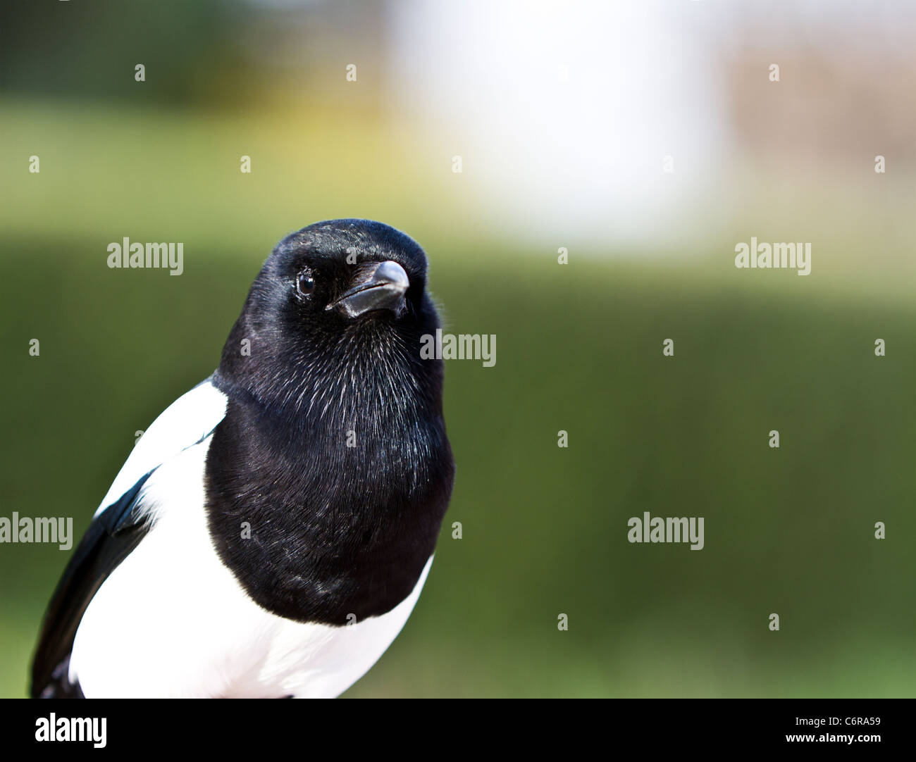 picture of magpie (bird, corvid) taken in south germany Stock Photo - Alamy