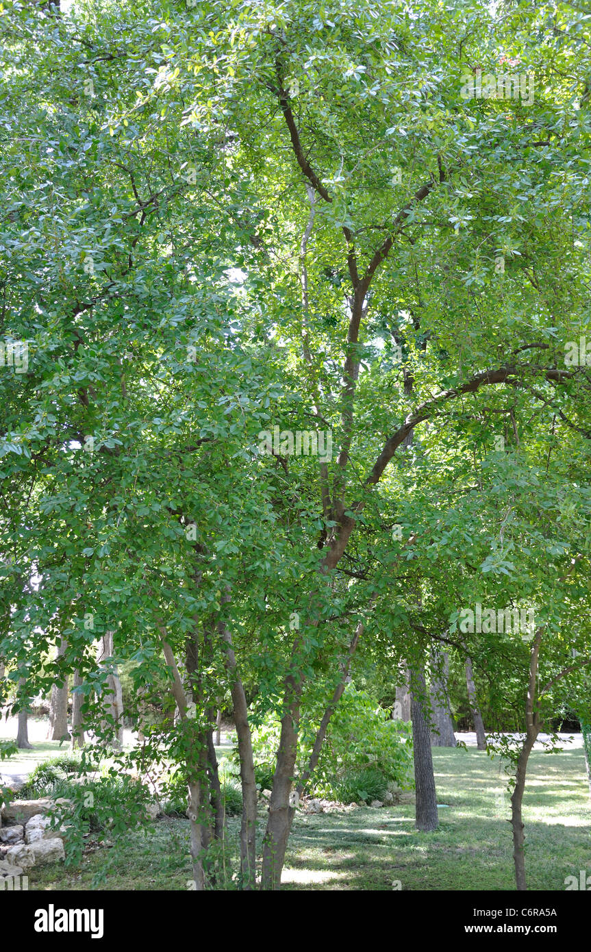 Meadow holly possumhaw ilex decidua deciduous holly swamp holly hi-res ...