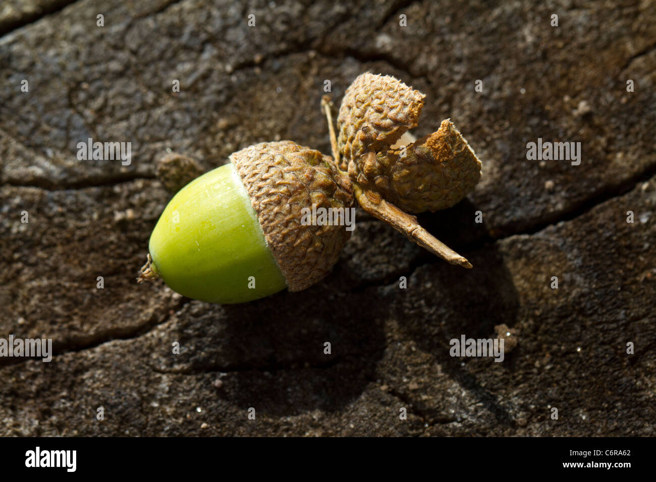 Quercus sessiliflora hi-res stock photography and images - Alamy