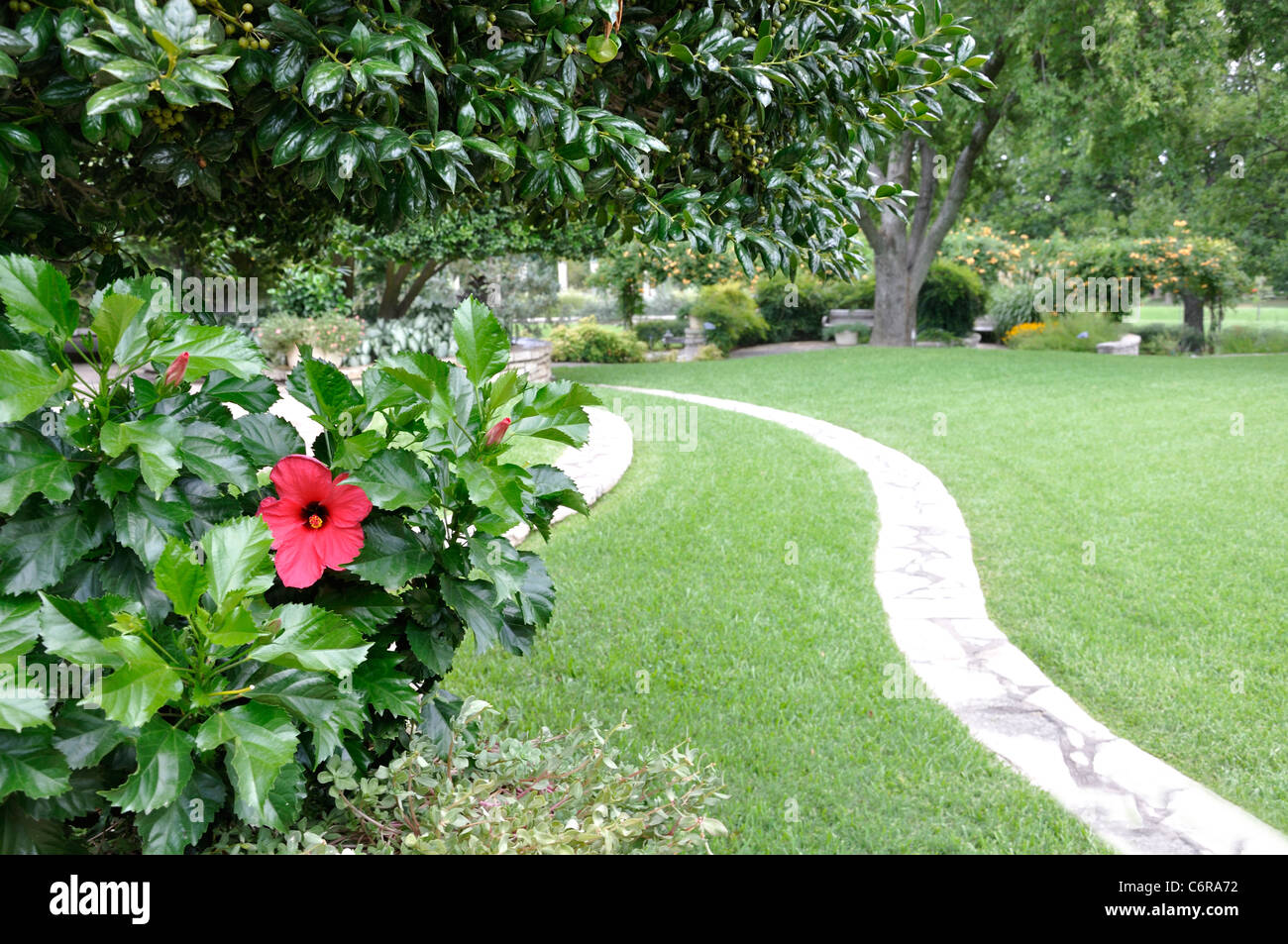 Hibiscus bush in park Stock Photo - Alamy