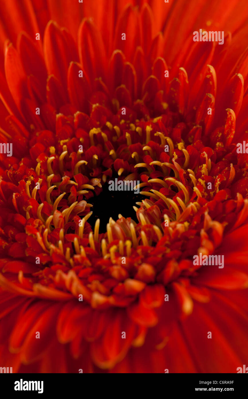 Red gerbera daisy flower with greens Stock Photo - Alamy