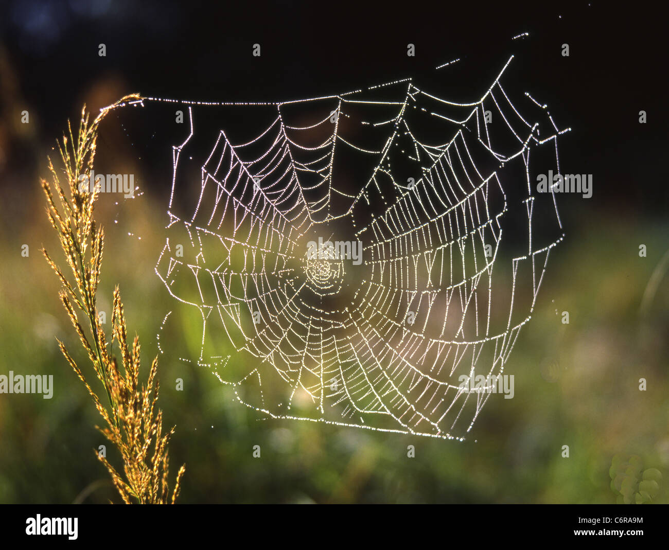Africa spider arachnid hi-res stock photography and images - Alamy
