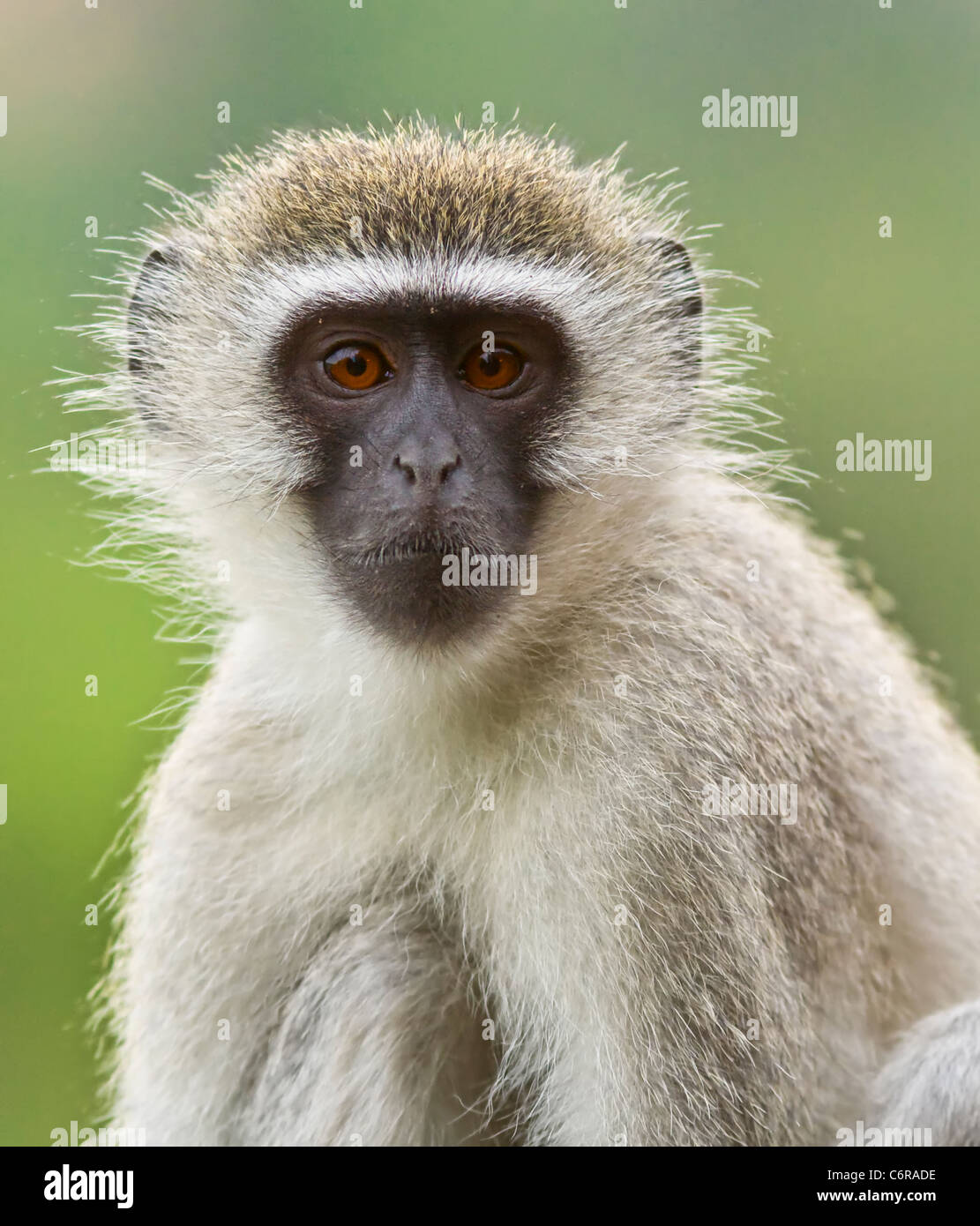 Vervet monkey (Chlorocebus pygerythrus) sitting in a tree trunk looking ...