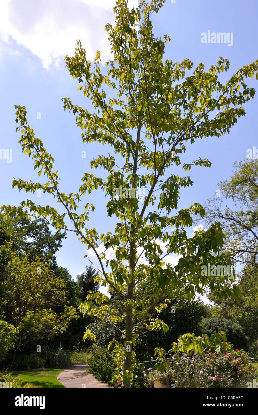Red Maple aka Swamp Maple, Water Maple, Soft Maple Stock Photo - Alamy