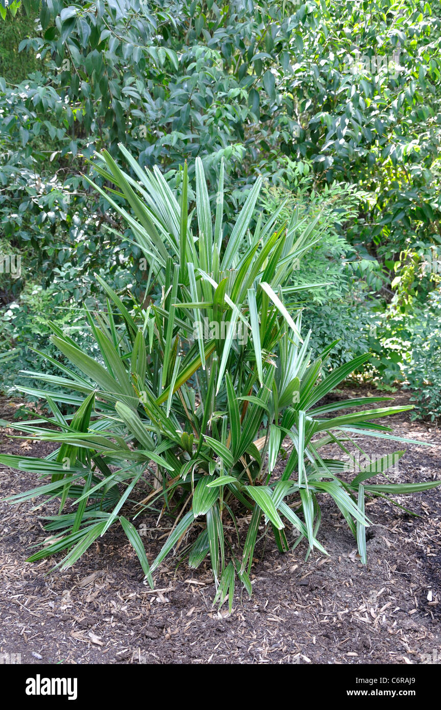 Rhapidophyllum Hystrix Needle Palm Stock Photo - Alamy