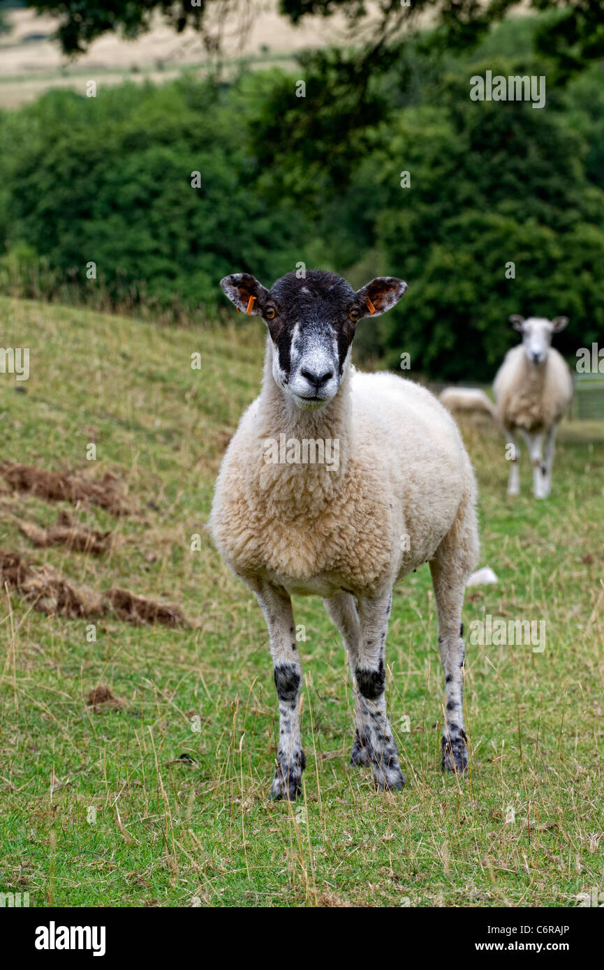 Ear tagged sheep hi-res stock photography and images - Alamy
