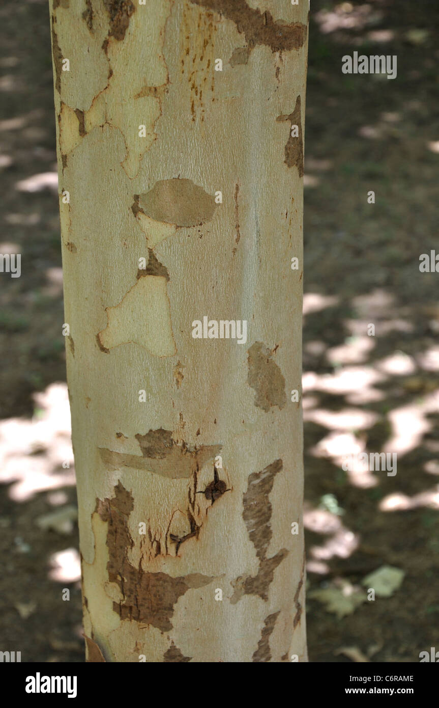 Platanus mexicana tree hi-res stock photography and images - Alamy