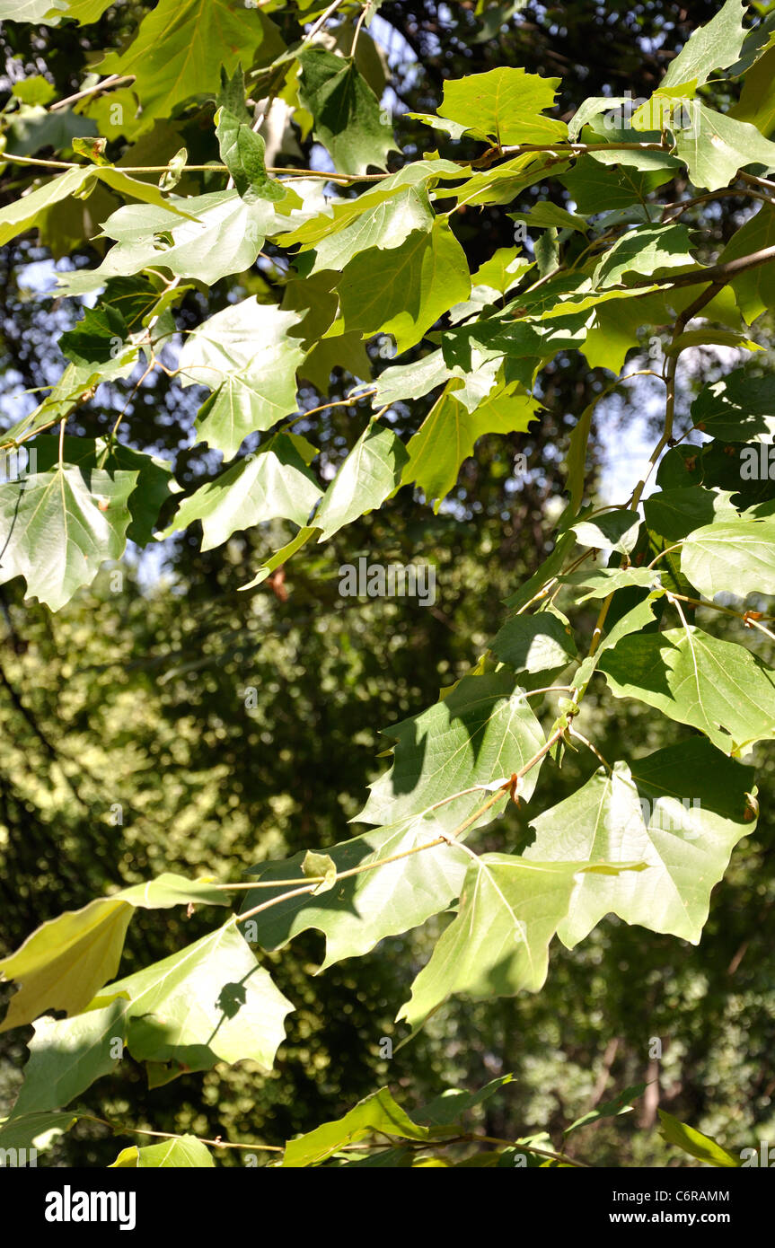 Mexican Sycamore Alamo Platanus Mexicana Stock Photo - Alamy