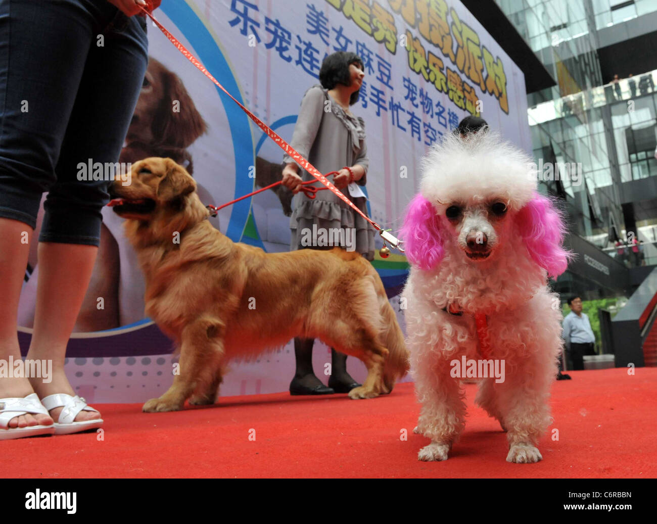 Dog beauty pageant hi-res stock photography and images - Alamy
