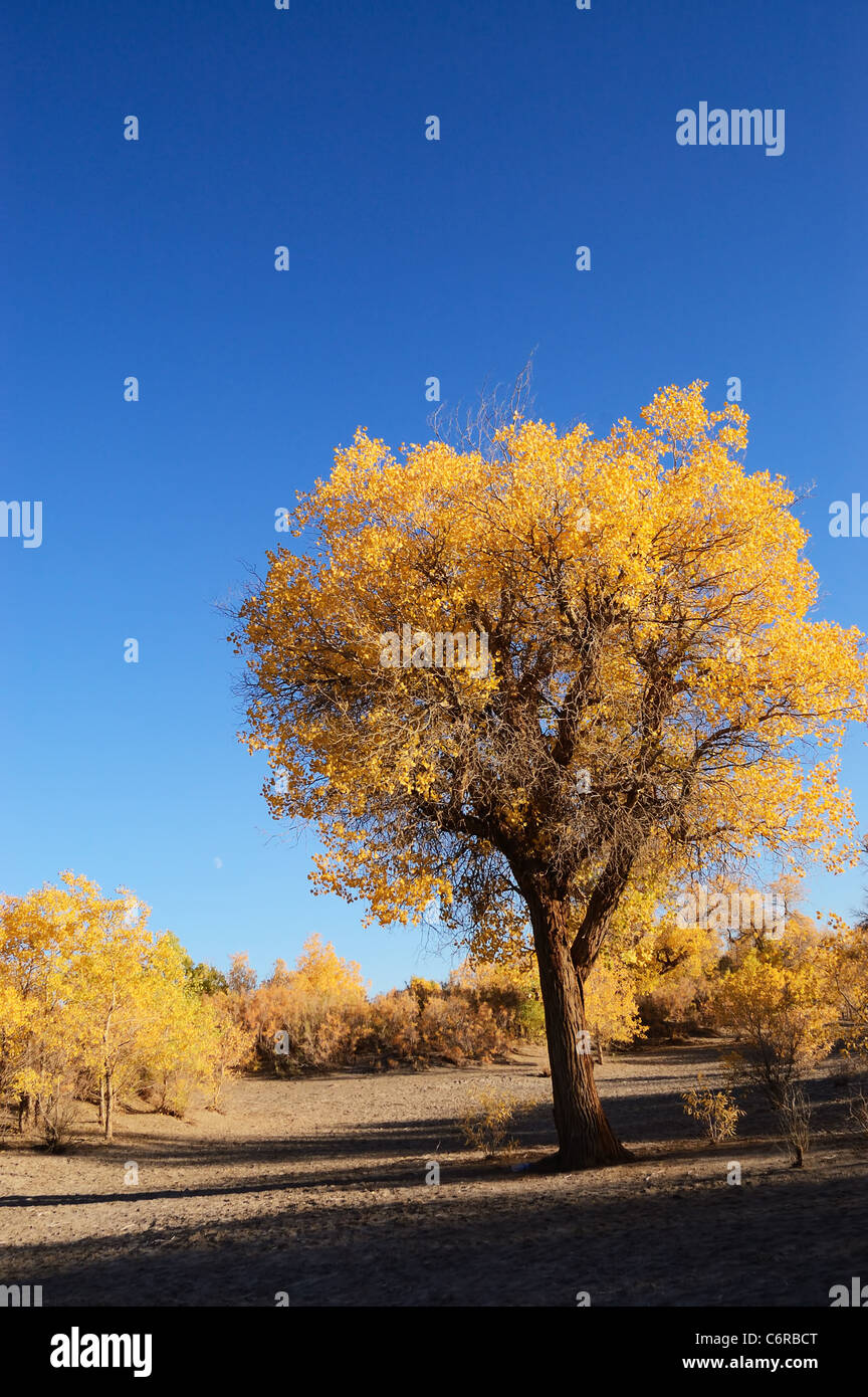 Populus diversifolia hi-res stock photography and images - Alamy