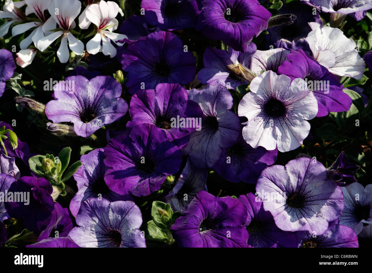 Dark purple petunia hi-res stock photography and images - Alamy