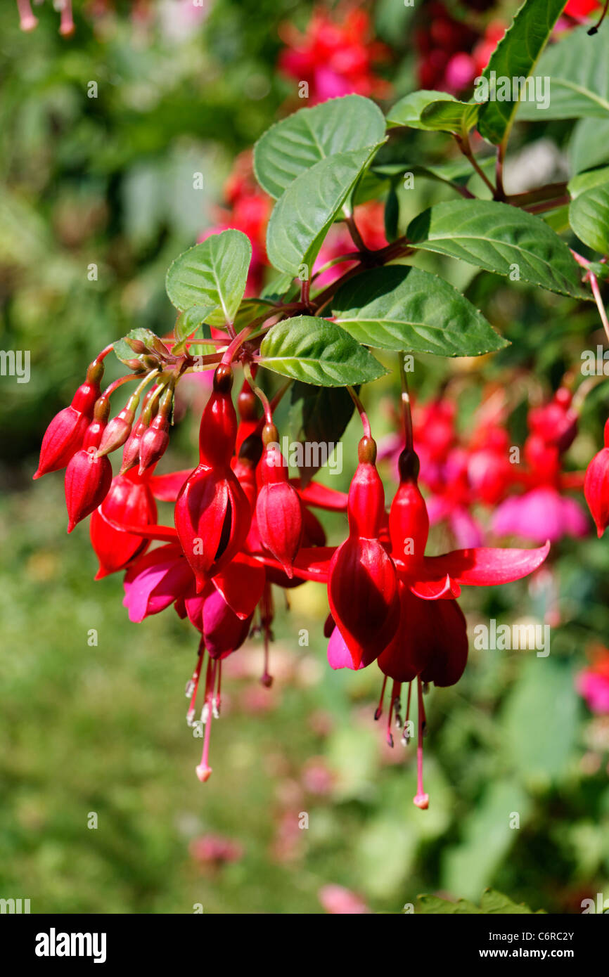 Fuchsia (Fuchsia sp). Perennial Stock Photo - Alamy