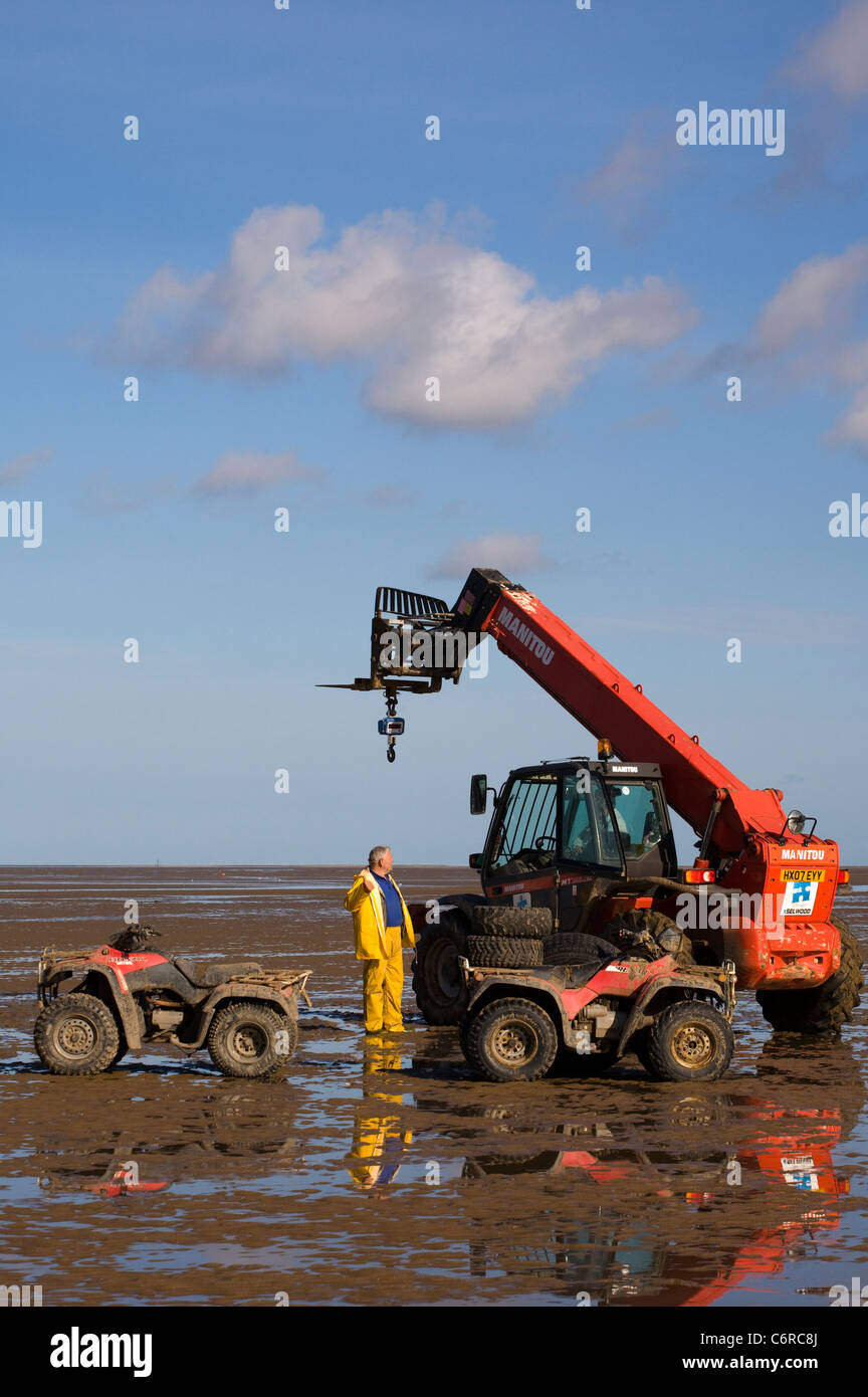 Beach Cocklers at low tide on sand flats in Marshside at the start of ...