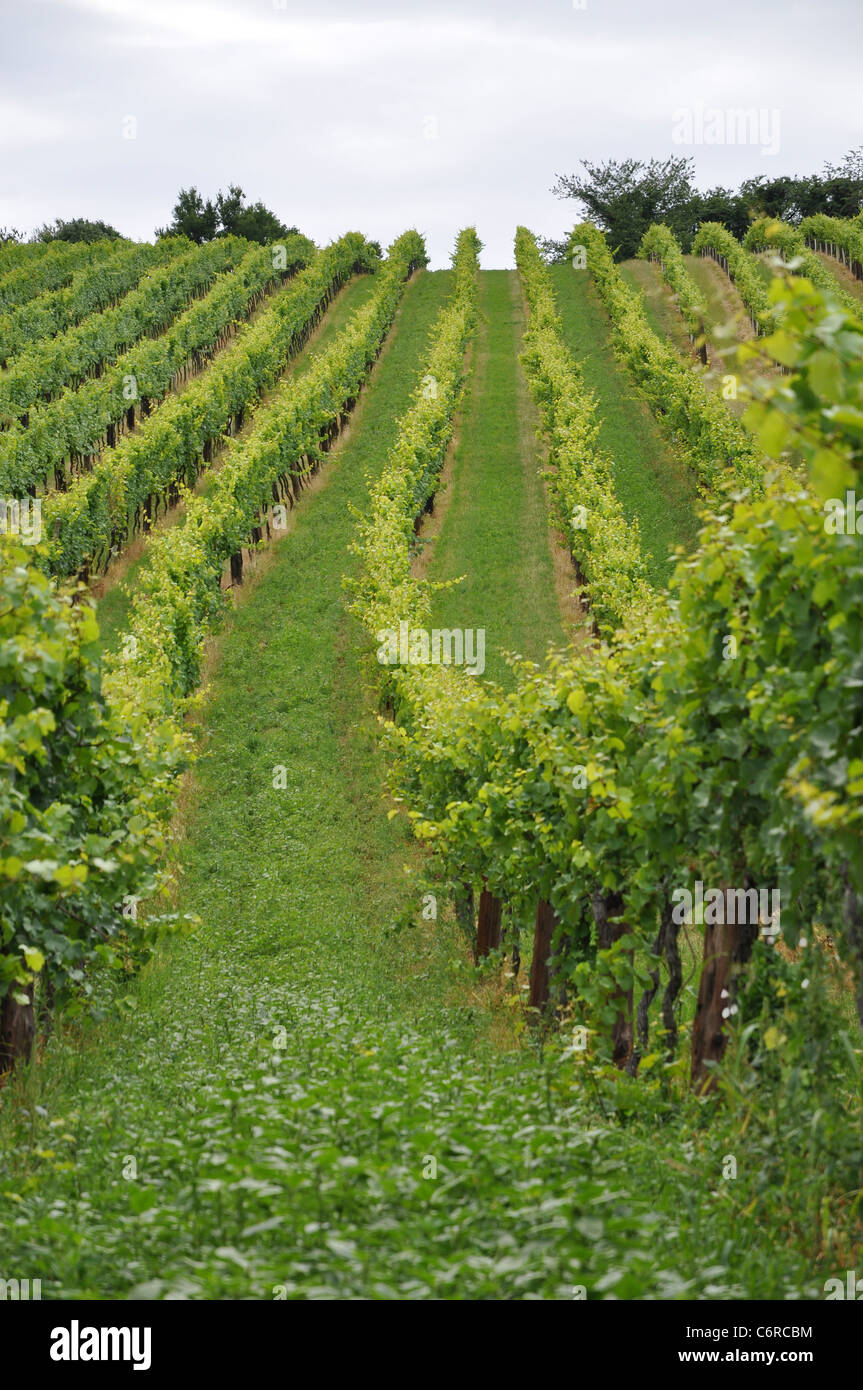 Vineyard on the slope of a hill Stock Photo - Alamy