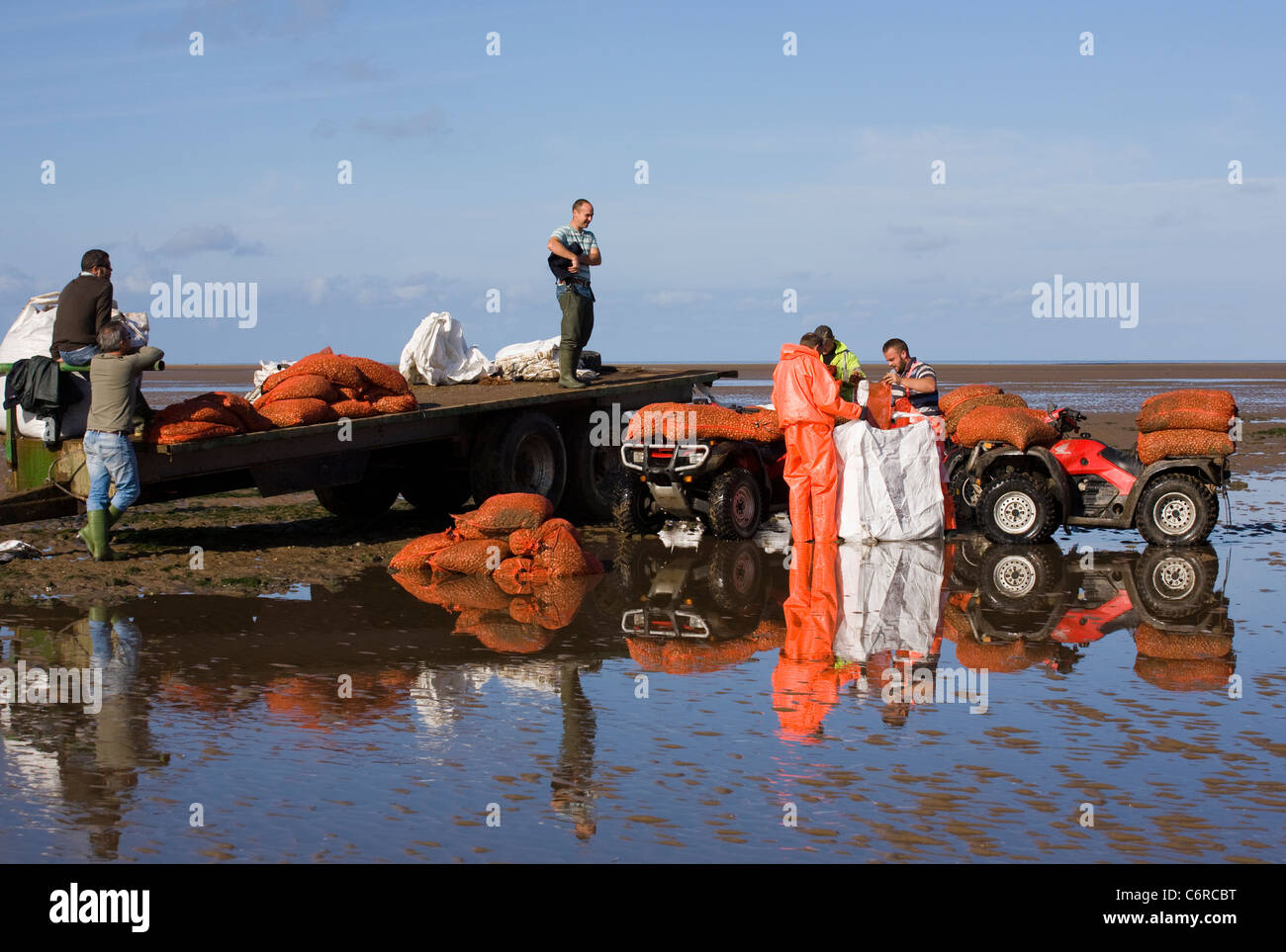 Beach Cocklers at low tide on sand flats in Marshside at the start of ...