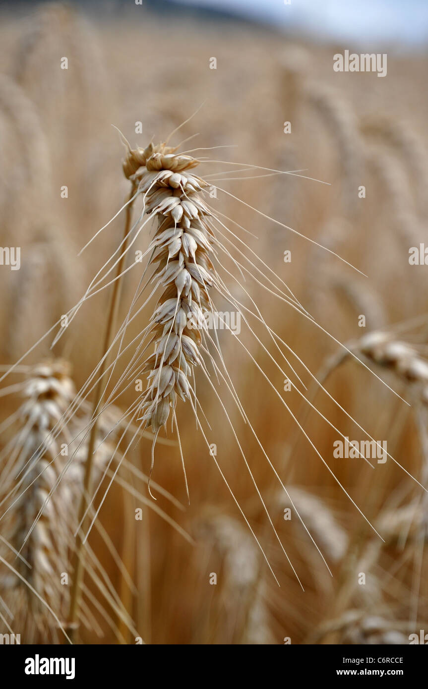 Glume hi-res stock photography and images - Alamy