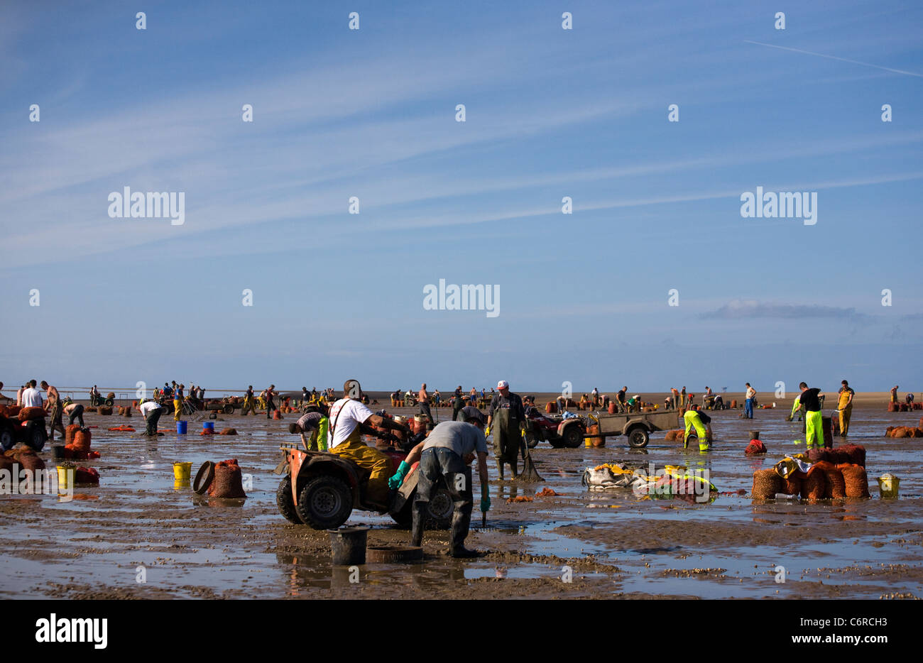 Beach Cocklers at low tide on sand flats in Marshside at the start of ...