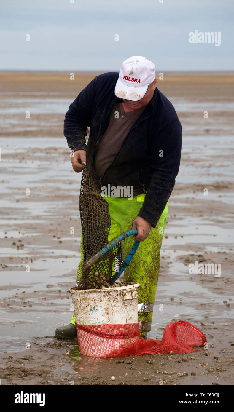 Cockle picker hi-res stock photography and images - Alamy