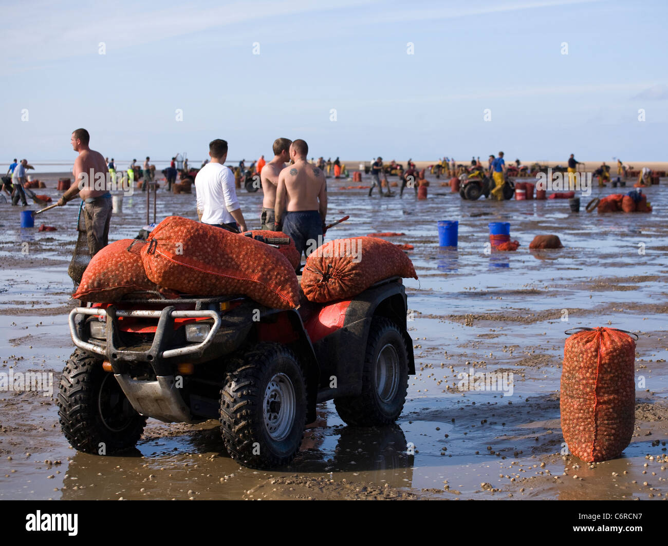 Beach Cocklers at low tide on sand flats in Marshside at the start of ...