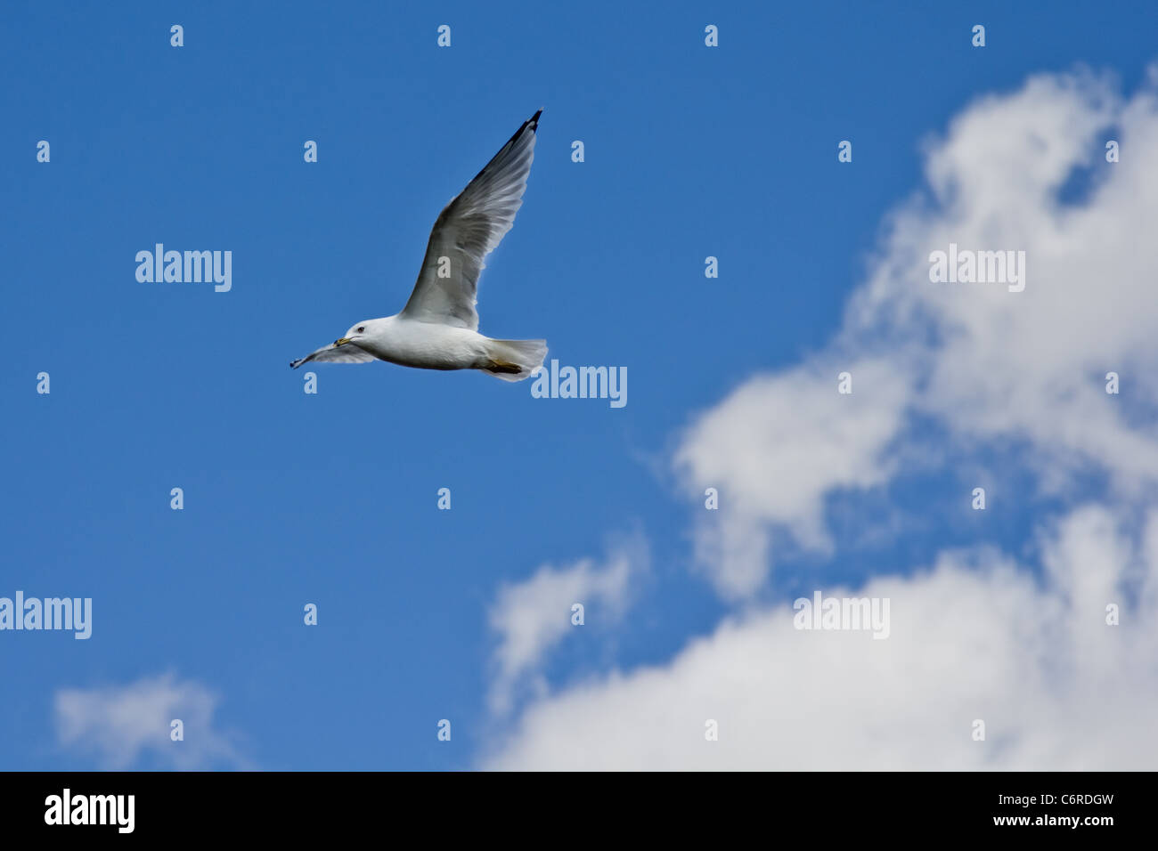 A white seagull flying up in the air on a clear sunny day with clouds ...