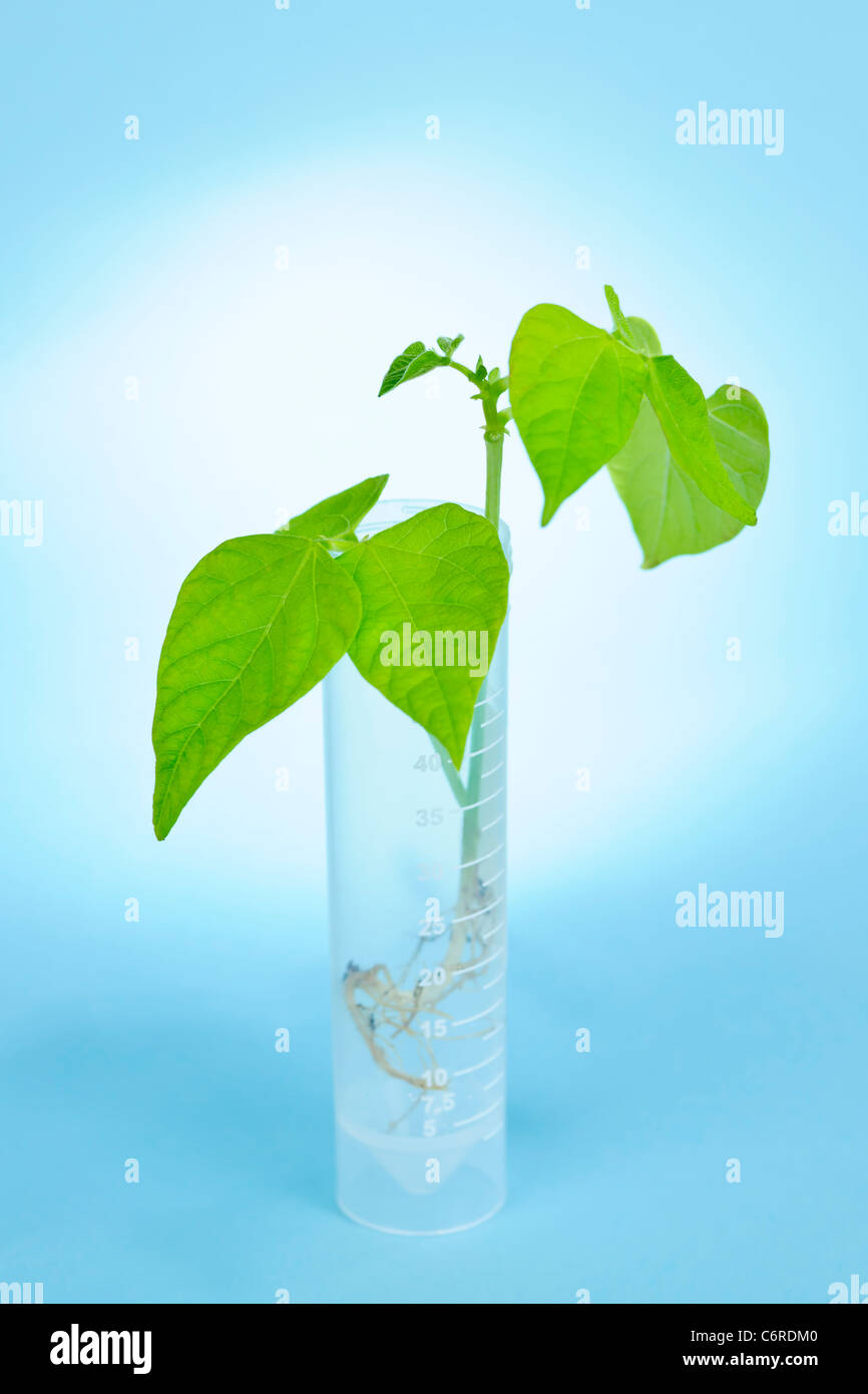 Genetically modified plant seedling in test tube on blue background ...