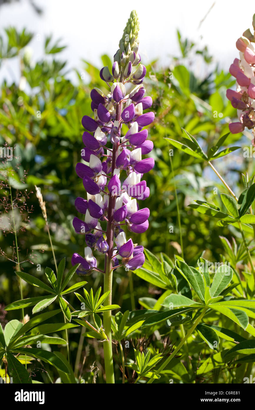 Lupin like plant hi-res stock photography and images - Alamy